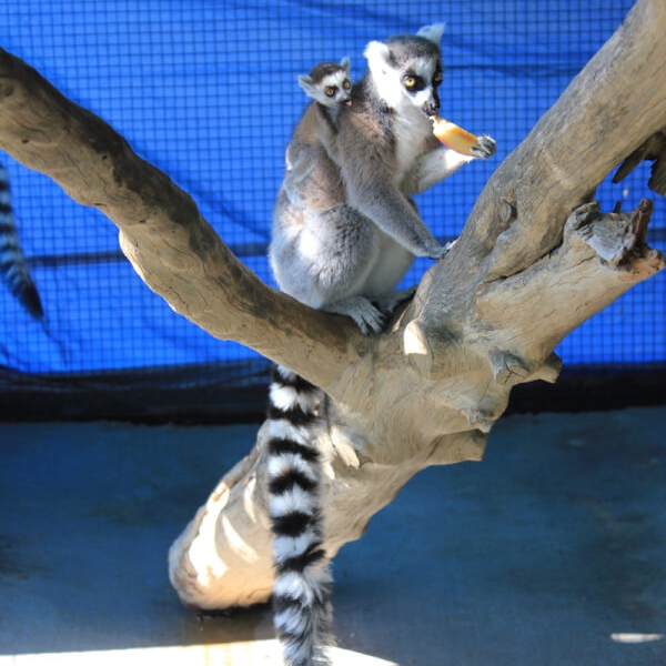 Ring-Tailed Lemur | Texas Exotic Animals