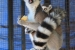 Ring-Tailed Lemur - Texas Exotic Animals
