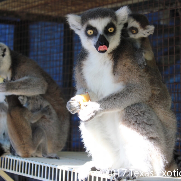 Ring-Tailed Lemur | Texas Exotic Animals