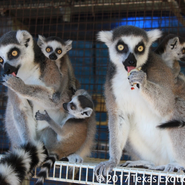 Ring-Tailed Lemur | Texas Exotic Animals