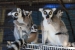 Ring-Tailed Lemur - Texas Exotic Animals