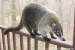 White-Nosed Coati | Texas Exotic Animals