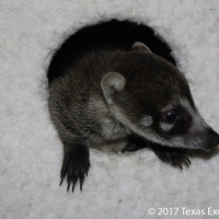 White-Nosed Coati | Texas Exotic Animals