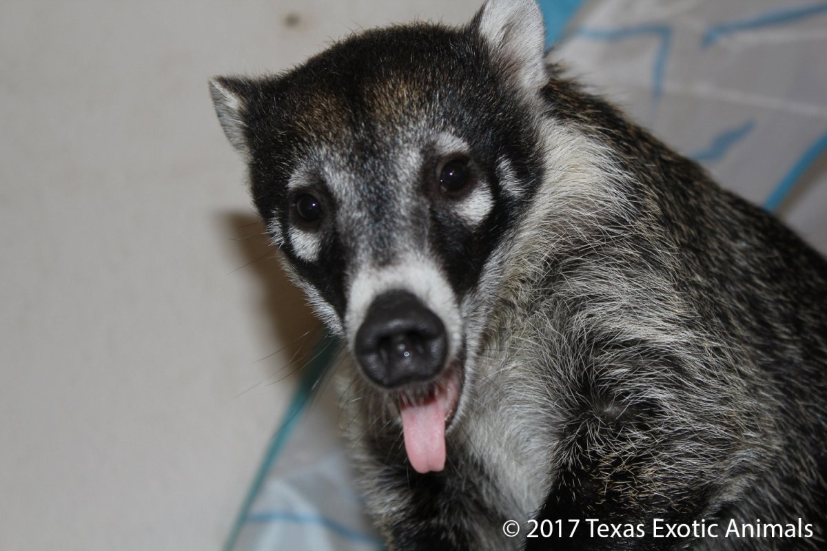 coati_21 - Texas Exotic Animals