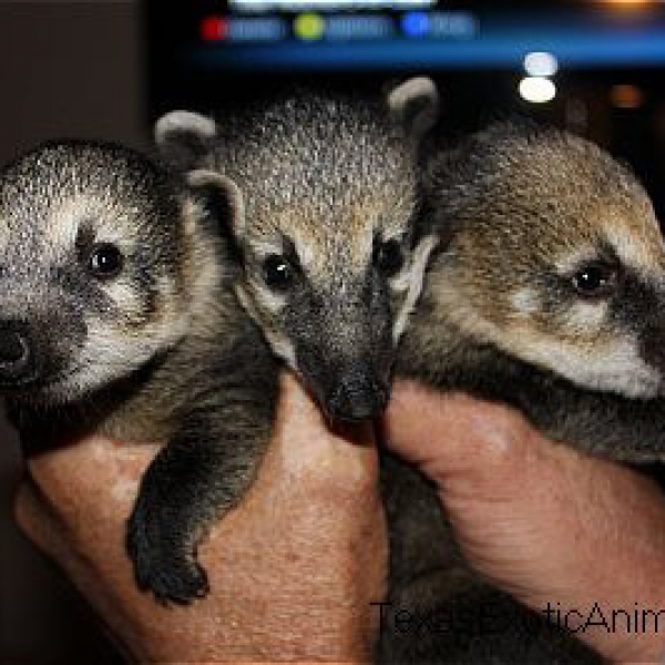 Mountain Coati | Texas Exotic Animals